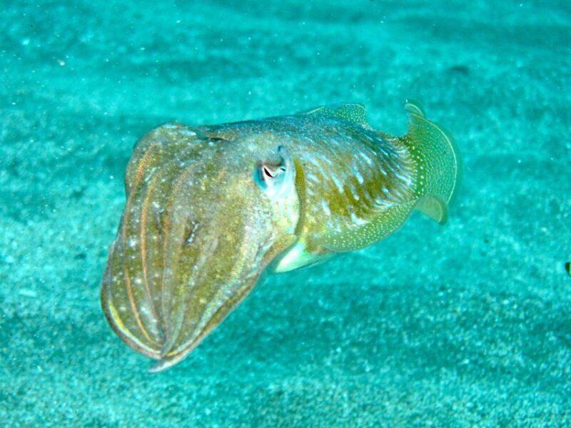 Tenerife Exclusive Snorkeling Trip with Marine Biologist - Who Will Love This Experience?