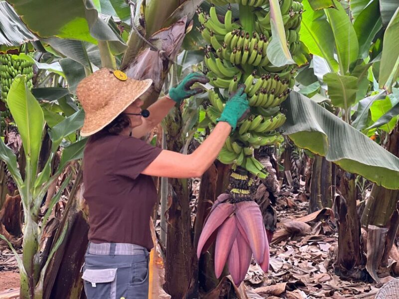 Tenerife: Finca Las Margaritas Banana Plantation Experience - Key Points