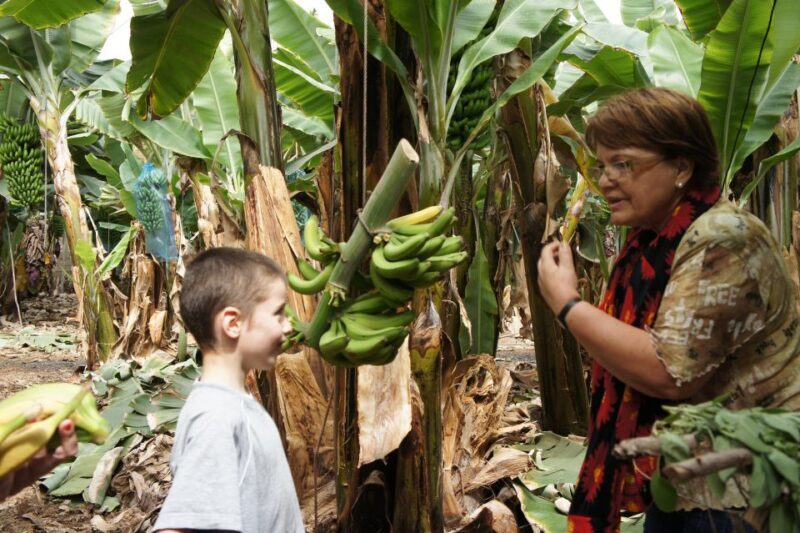 Tenerife: Finca Las Margaritas Banana Plantation Experience - A Practical Guide to the Finca Las Margaritas Banana Plantation Experience