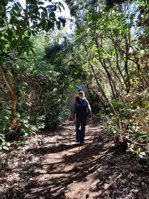 Tenerife: Guided tour guide in the Anaga Rural Park - Key Points
