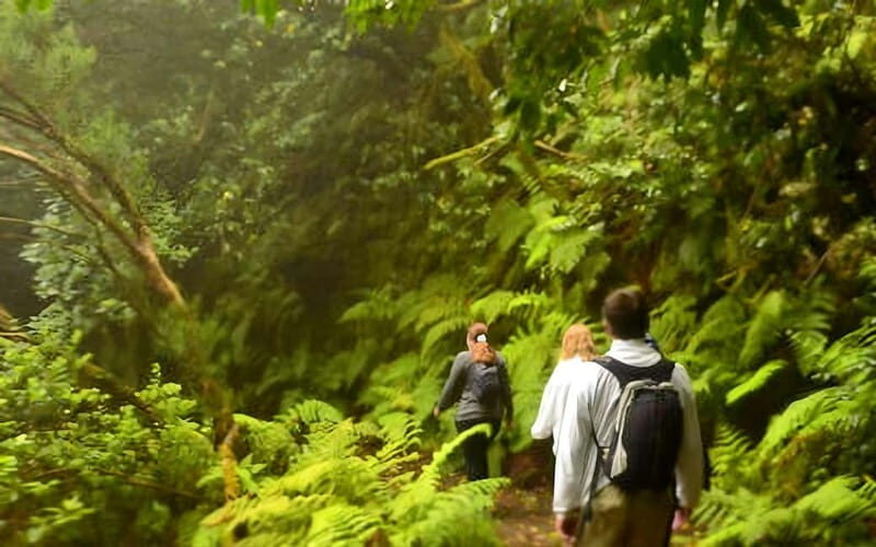 Tenerife: Guided tour guide in the Anaga Rural Park - An Introduction to the Anaga Guided Tour