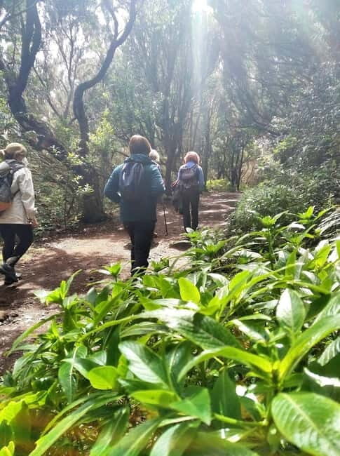 Tenerife: Guided tour guide in the Anaga Rural Park - The Value of the Experience