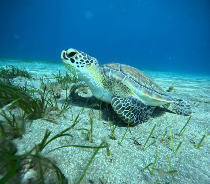 Tenerife: Half-Day Snorkeling Tour - An Honest Look at the Snorkeling Tour Experience