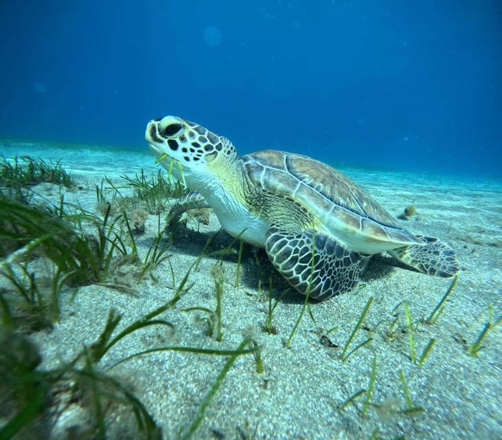 Tenerife: Half-Day Snorkeling Tour - Practical Details and Value