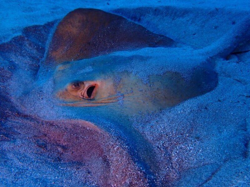 Tenerife: Half-Day Snorkeling Tour - Authentic Traveler Feedback
