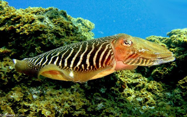 Tenerife: Half-Day Snorkeling Tour - The Sum Up