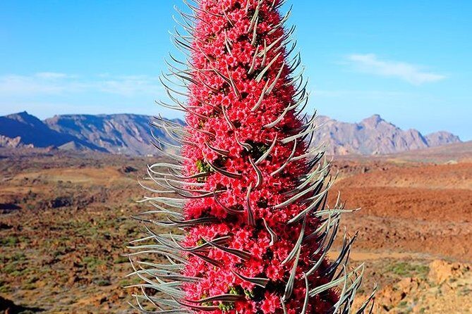 Tenerife Highlights Full-Day Tour - Exploring Tenerife: The Full Itinerary Breakdown