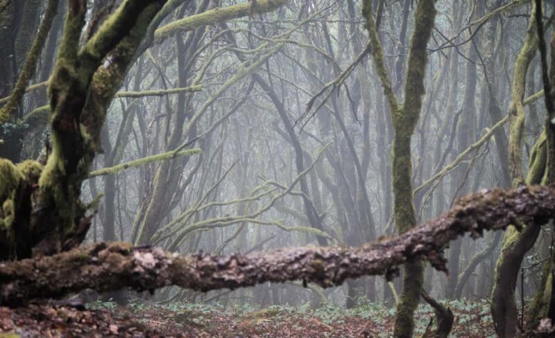 Tenerife: Hike Above Masca in Enchanted Forest with Pick-up - Deep Dive: The Itinerary Breakdown