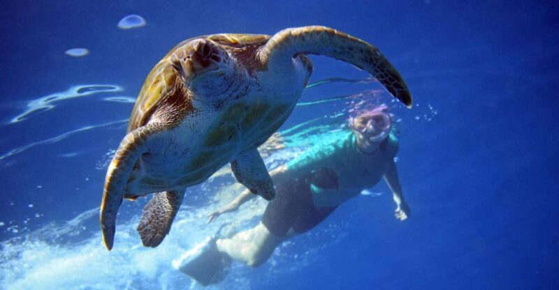 Tenerife: Kayak and Snorkel with Turtles, Wetsuits Included - A Practical Look at Tenerife’s Kayak and Snorkel with Turtles Tour