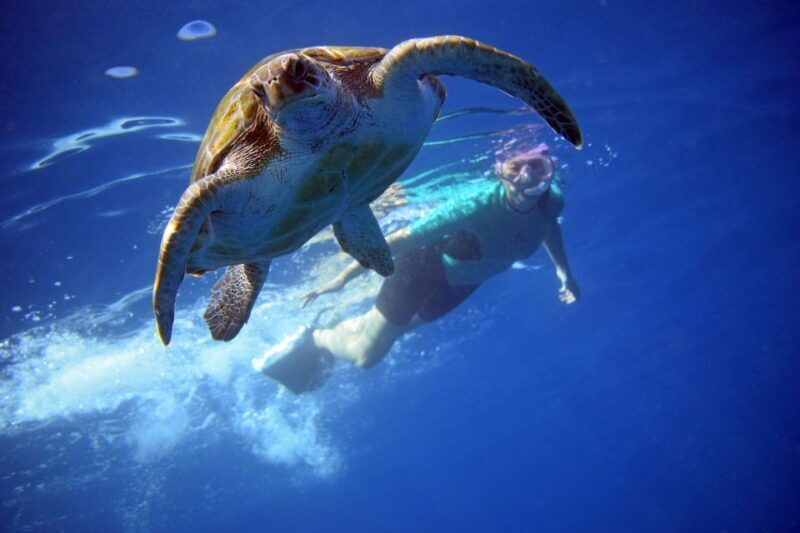 Tenerife: Kayak and Snorkel with Turtles, Wetsuits Included - Key Points