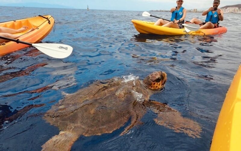 Tenerife: Kayak Safari and Sea Turtle Snorkeling with Photos - Key Points