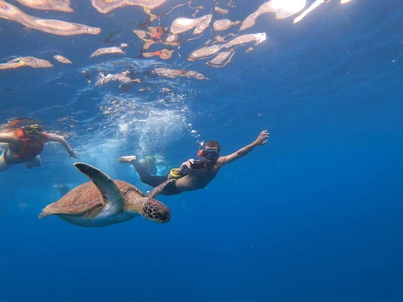 Tenerife: Kayak & Snorkel Tour with Snacks & Sea Life Safari - Key Points