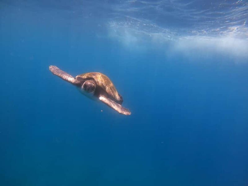 Tenerife: Kayak & Snorkel Tour with Snacks & Sea Life Safari - The Itinerary Breakdown