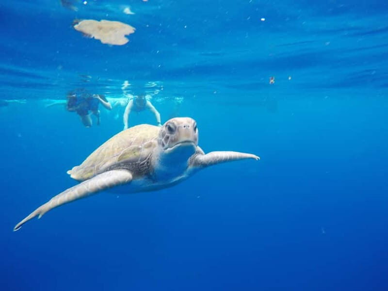 Tenerife: Kayak & Snorkel with Turtles & Dolphins w/Photos - The Itinerary, Step by Step