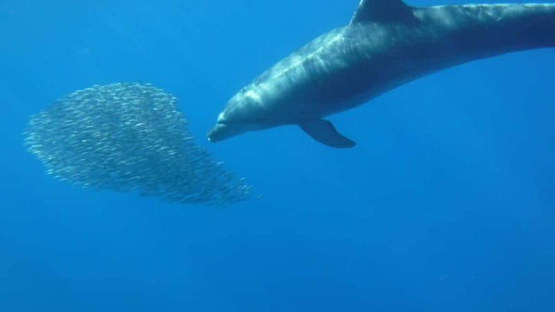 Tenerife: Kayak & Snorkel with Turtles & Dolphins w/Photos - The Sum Up