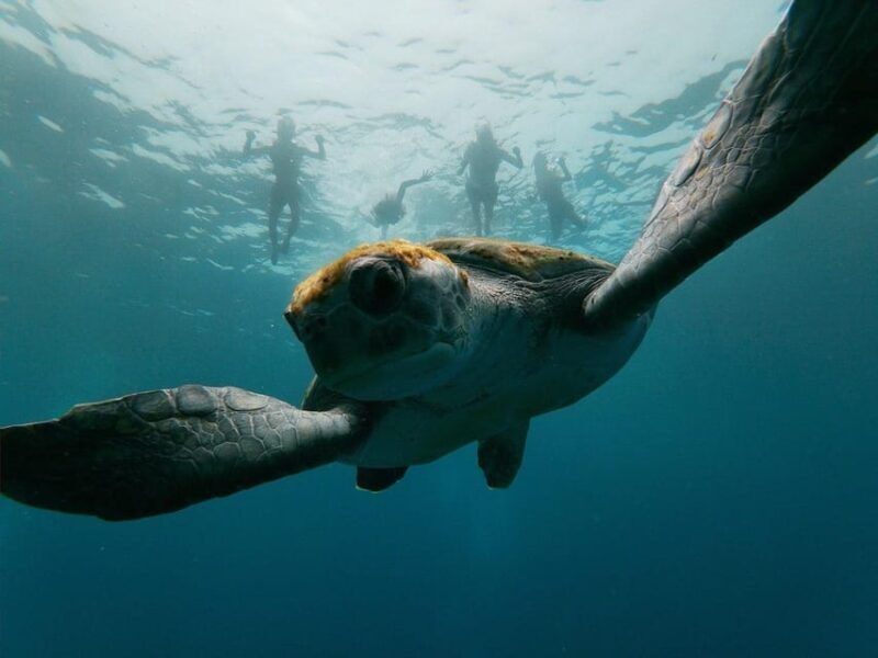 Tenerife: Kayak & Snorkeling, Marine Fauna Watching - Exploring Tenerifes Coastal Waters: A Complete Overview