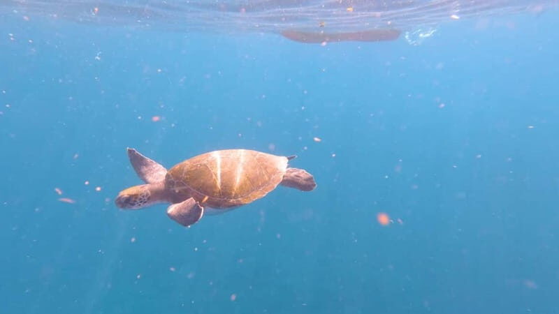 Tenerife: Kayak & Snorkeling Tour - Small Groups - Authentic Experiences from Past Travelers