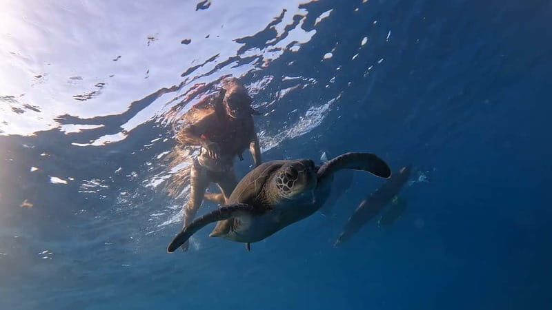 Tenerife: kayak tour with animals and underwater scooters - How the Tour Fits Into Your Tenerife Trip