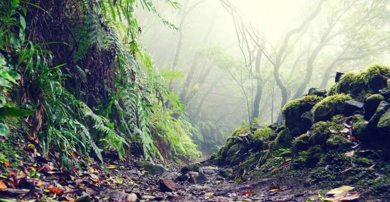 Tenerife: La Laguna & Anaga hike - Key Points