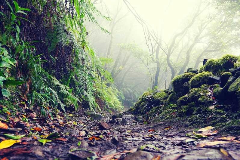 Tenerife: La Laguna & Anaga hike - A Detailed Look at the Tenerife: La Laguna & Anaga Hike