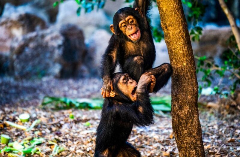 Tenerife: Loro Parque Entry Ticket - Kid-Friendly Areas and Rides
