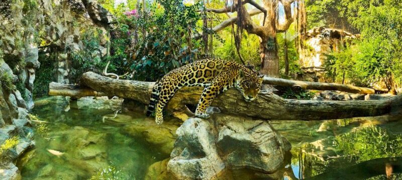 Tenerife: Loro Parque Entry Ticket - Dining and Refreshments