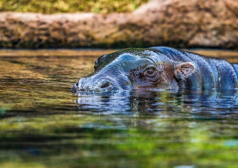 Tenerife: Loro Parque Entry Ticket - Practical Considerations
