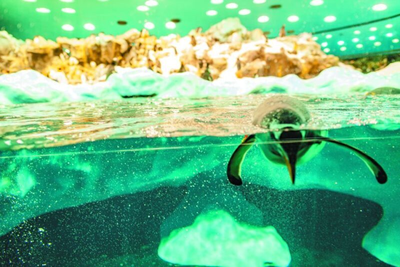 Tenerife: Loro Parque & Siam Park Entry Ticket with Transfer - An In-Depth Look at the Experience