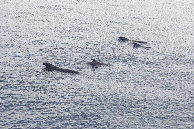 Tenerife Los Cristianos: Whale and Dolphin Eco-Yacht and Swim Stop - An In-Depth Look at the Experience