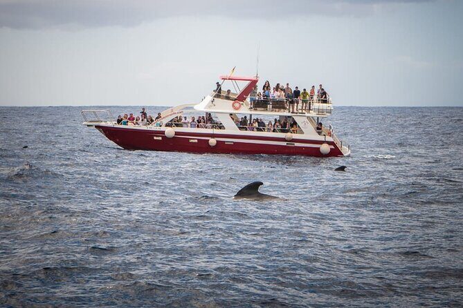 Tenerife Los Cristianos: Whale and Dolphin Eco-Yacht and Swim Stop - Frequently Asked Questions