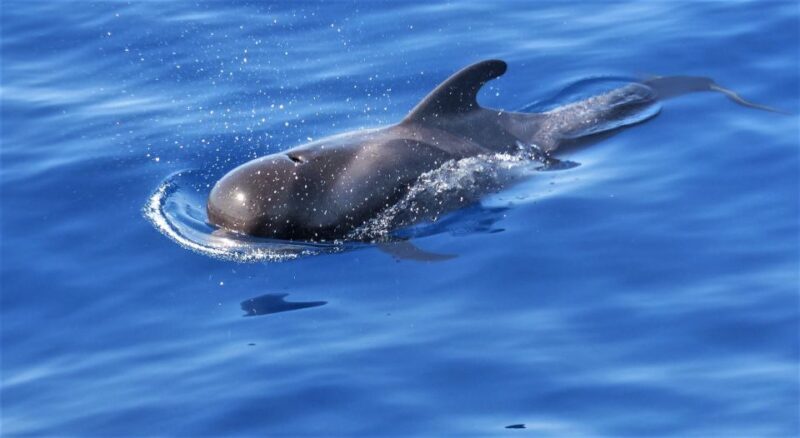 Tenerife: Los Gigantes Whale Watching Cruise by Sail Boat - What makes this experience stand out?