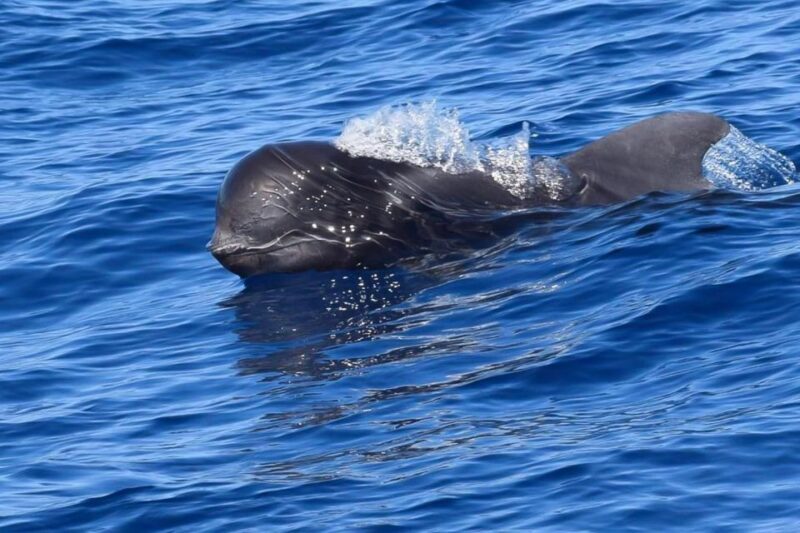 Tenerife: Luxury Private Whale & Dolphin Watching Tour - Tenerife: Luxury Private Whale & Dolphin Watching Tour