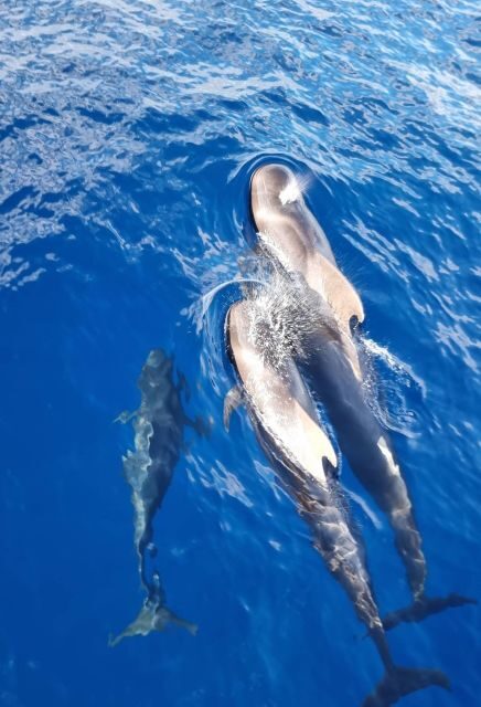 Tenerife: Marine-Life Tour with Transfer, Buffet and Drinks - Final Value and Who It’s Perfect For