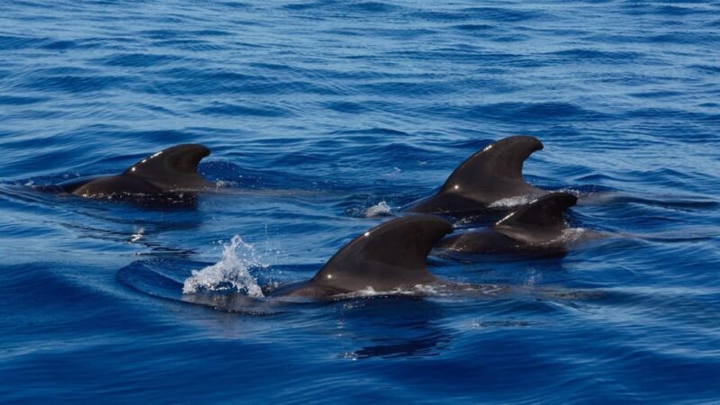 Tenerife: Ocean Pack Jet Ski and Yacht Whale Watching - Key Points