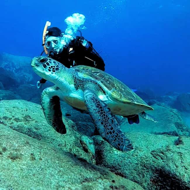 Tenerife: PADI Beginner Scuba Dive in the Turtle Area - What Makes This Tour Stand Out?
