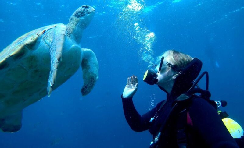 Tenerife: PADI Beginner Scuba Dive in the Turtle Area - Practical Tips for Your Visit