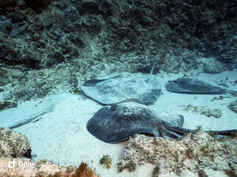Tenerife: PADI Beginner Scuba Dive in the Turtle Area - Final Thoughts