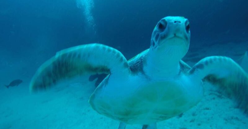Tenerife : Private Dive for Beginners from a Boat - Who Will Love This Tour