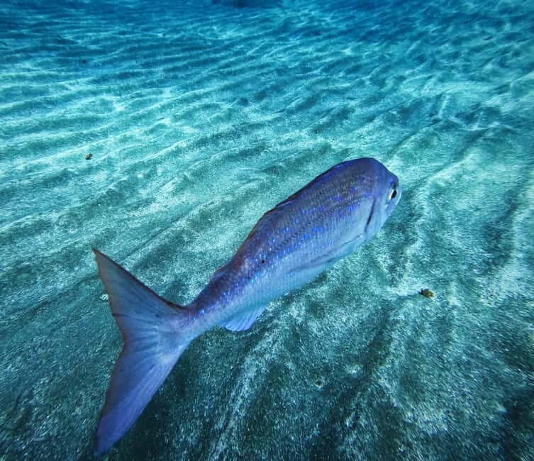 Tenerife: Private Scuba DivingCertified Instructor & Photos - The Sum Up: Who Will Love This Experience?