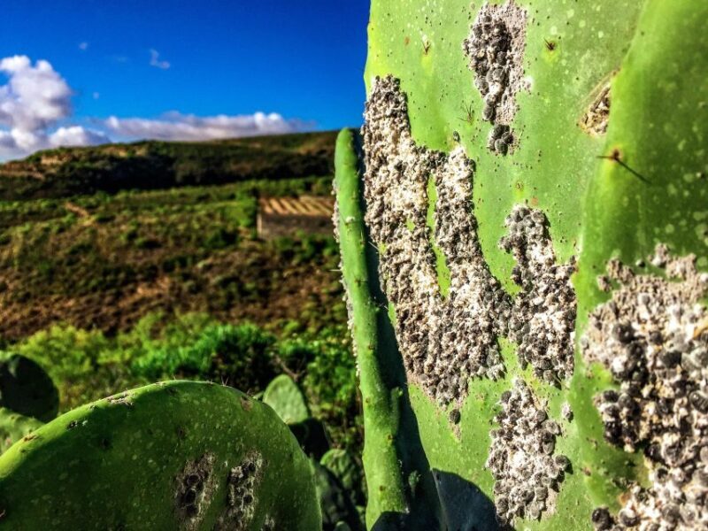 Tenerife Private Tour: Full-Day Volcanic South - Who Should Consider This Tour?