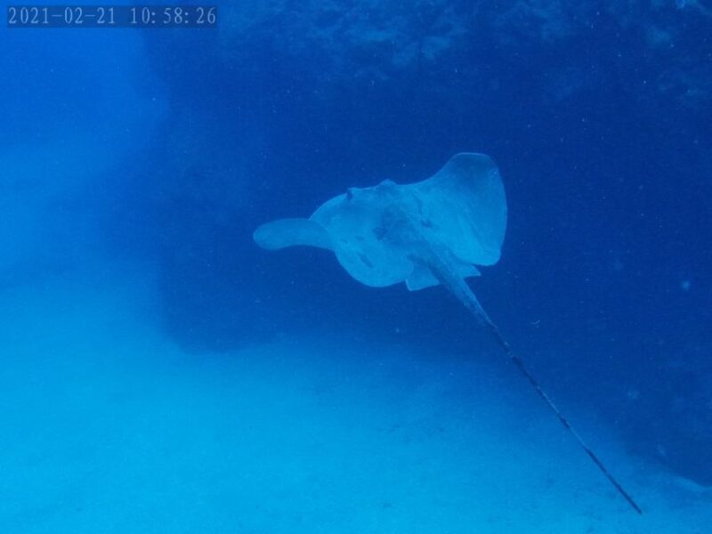 Tenerife: Puerto Colon Certified Scuba Dive by Speed Boat - Key Points