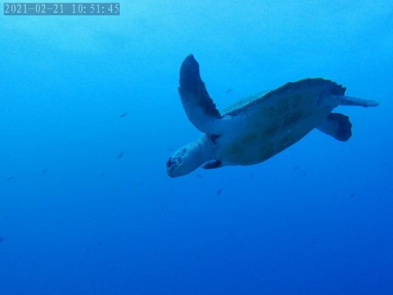 Tenerife: Puerto Colon Certified Scuba Dive by Speed Boat - An Authentic Dive Experience with Stunning Views