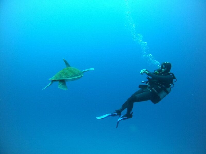 Tenerife: Puerto Colon Certified Scuba Dive by Speed Boat - What’s Included and What’s Not