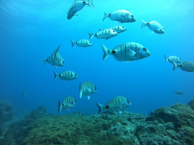 Tenerife: Puerto Colon Certified Scuba Dive by Speed Boat - Practical Details and Tips