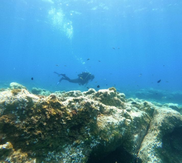 Tenerife: Puerto Colon Certified Scuba Dive by Speed Boat - Why Choose This Tour?