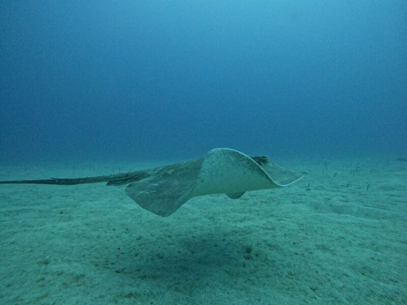 Tenerife: Puerto Colon Certified Scuba Dive by Speed Boat - Who Will Love This Experience?