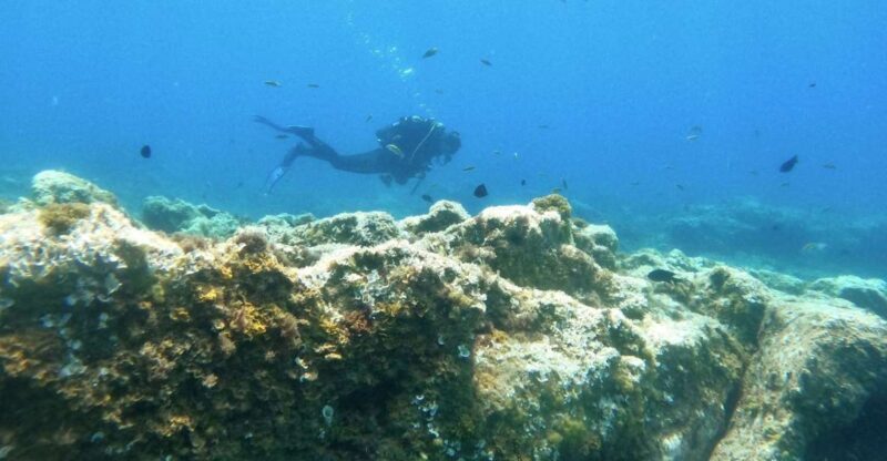 Tenerife: Puerto Colon Certified Scuba Dive by Speed Boat - The Sum Up