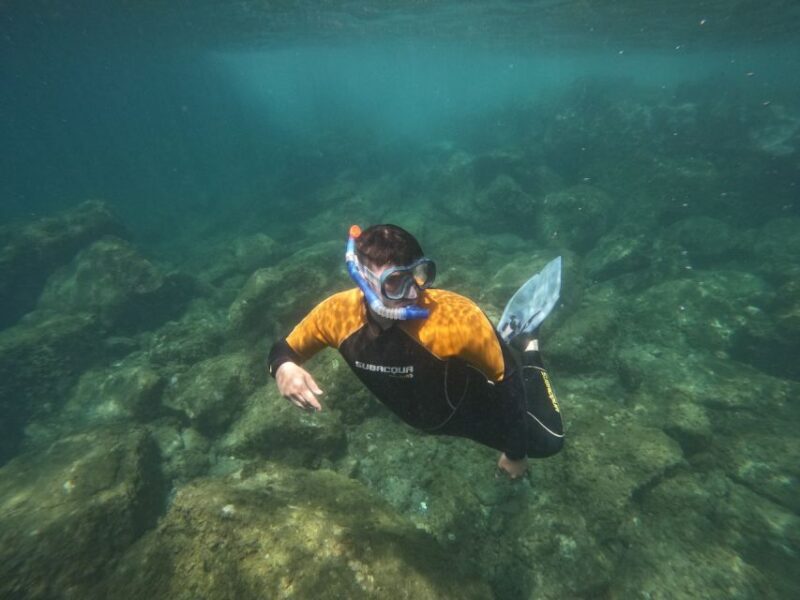 Tenerife: Puerto Colon Snorkel Safari by Speed Boat - Who Is This Tour Best For?