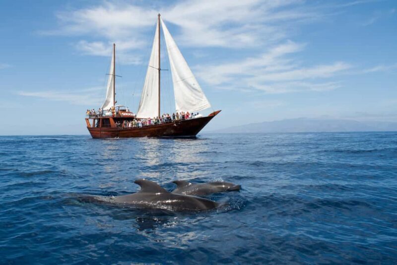 Tenerife: Respectful Whale Watching Pirate Cruise + Swim - Final Thoughts