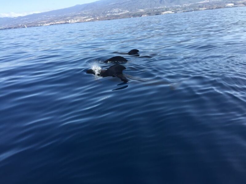 Tenerife: Sailing Excursion with Whale and Dolphin Watching - Setting the Scene: What to Expect on the Trip